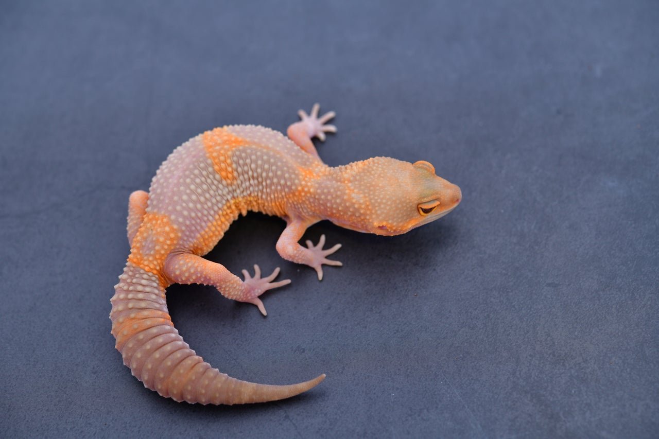 tangerine leopard gecko