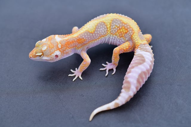 tangerine leopard gecko