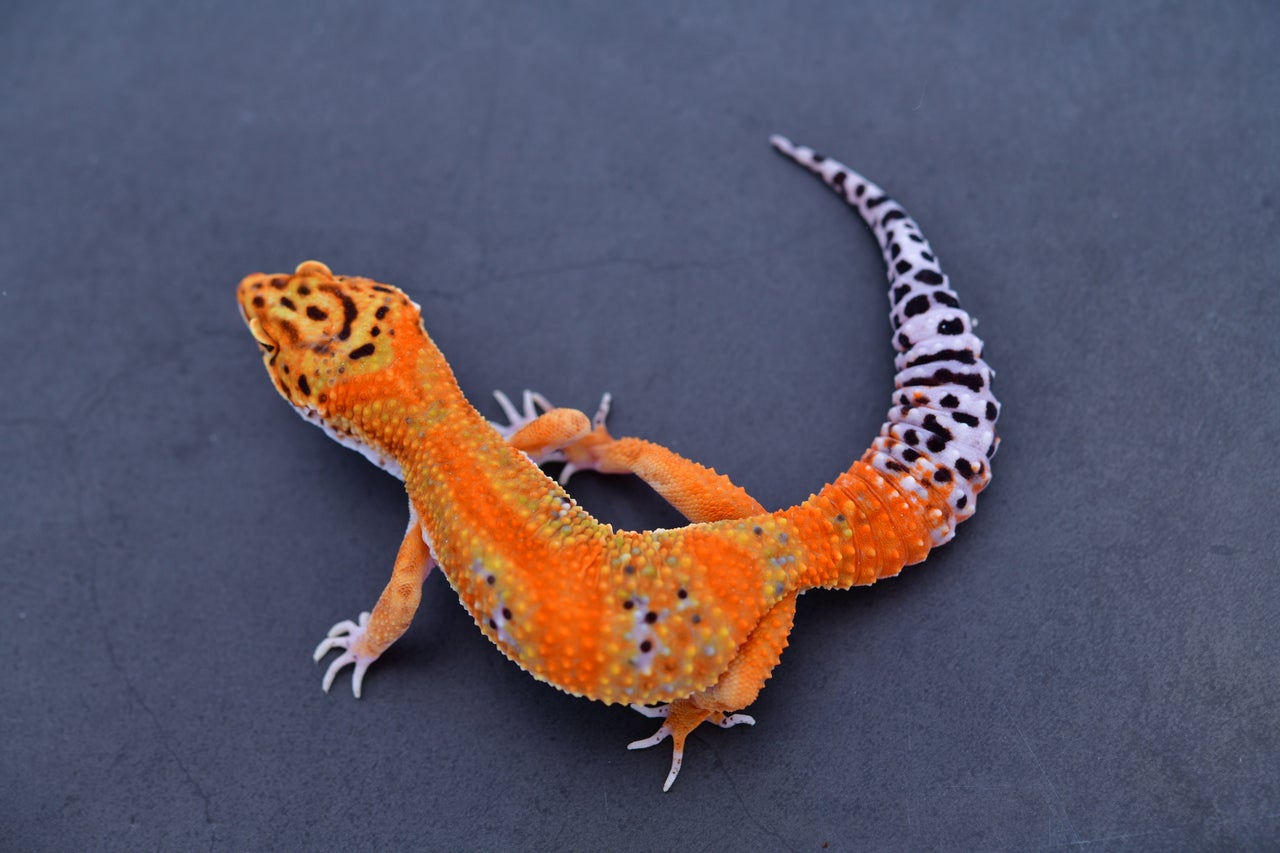 tangerine leopard gecko