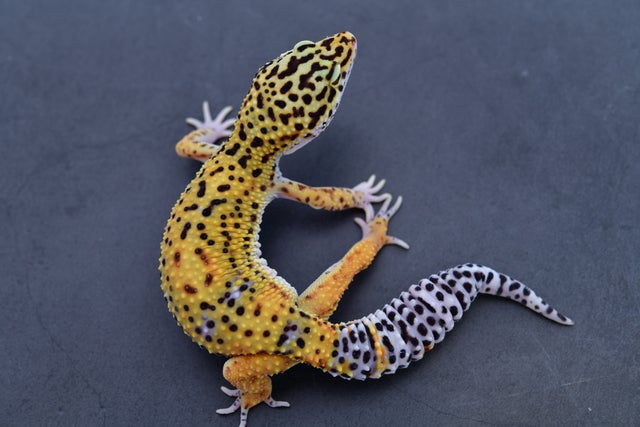 bell leopard gecko