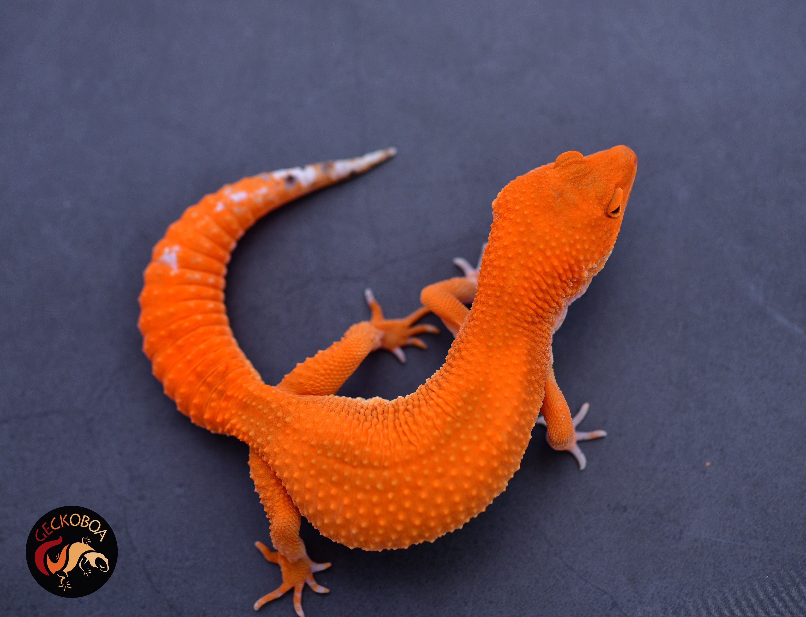 tangerineleopard gecko
