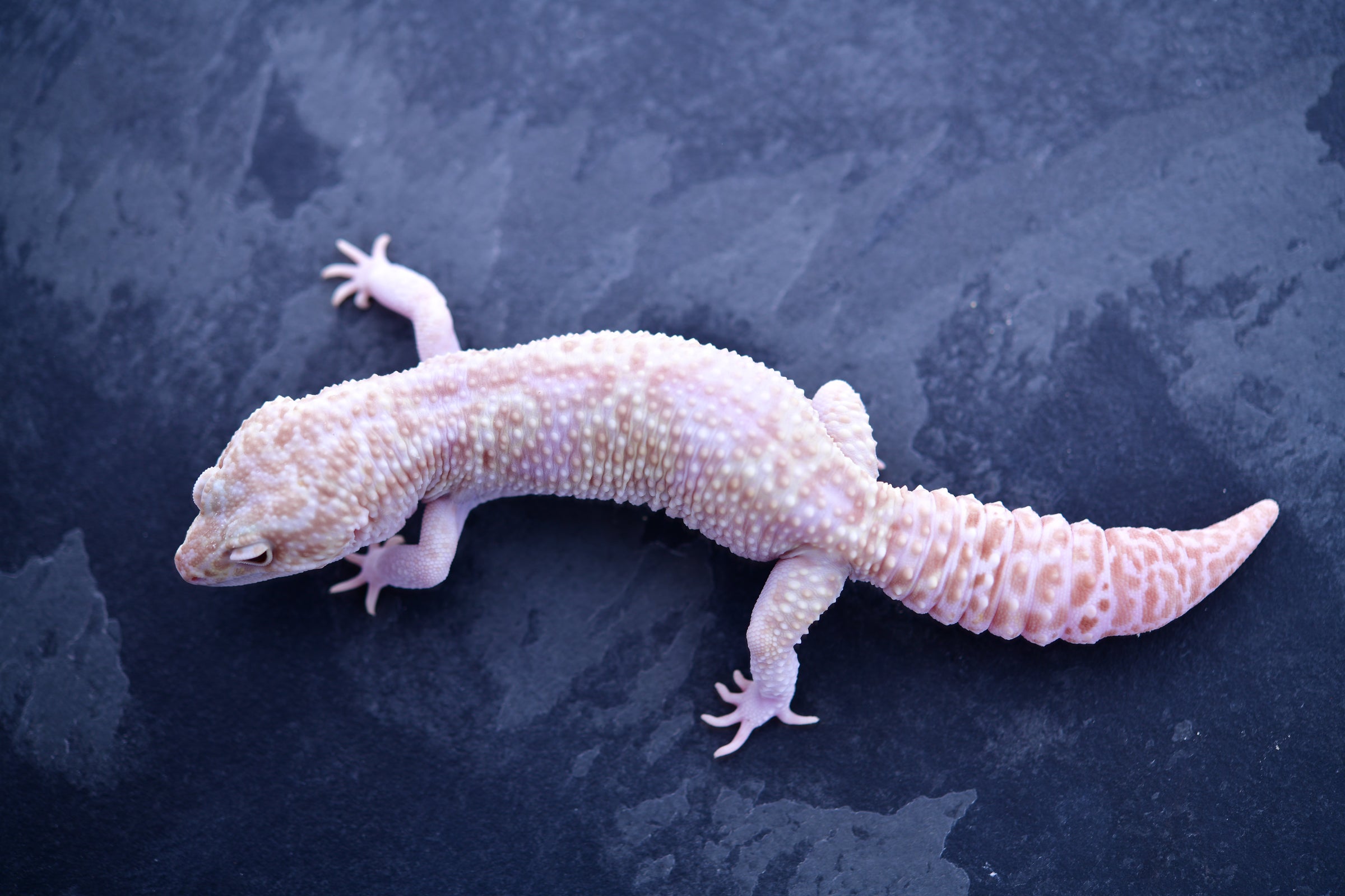 max snow gecko