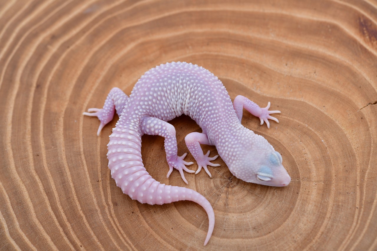 blizzard leopard gecko