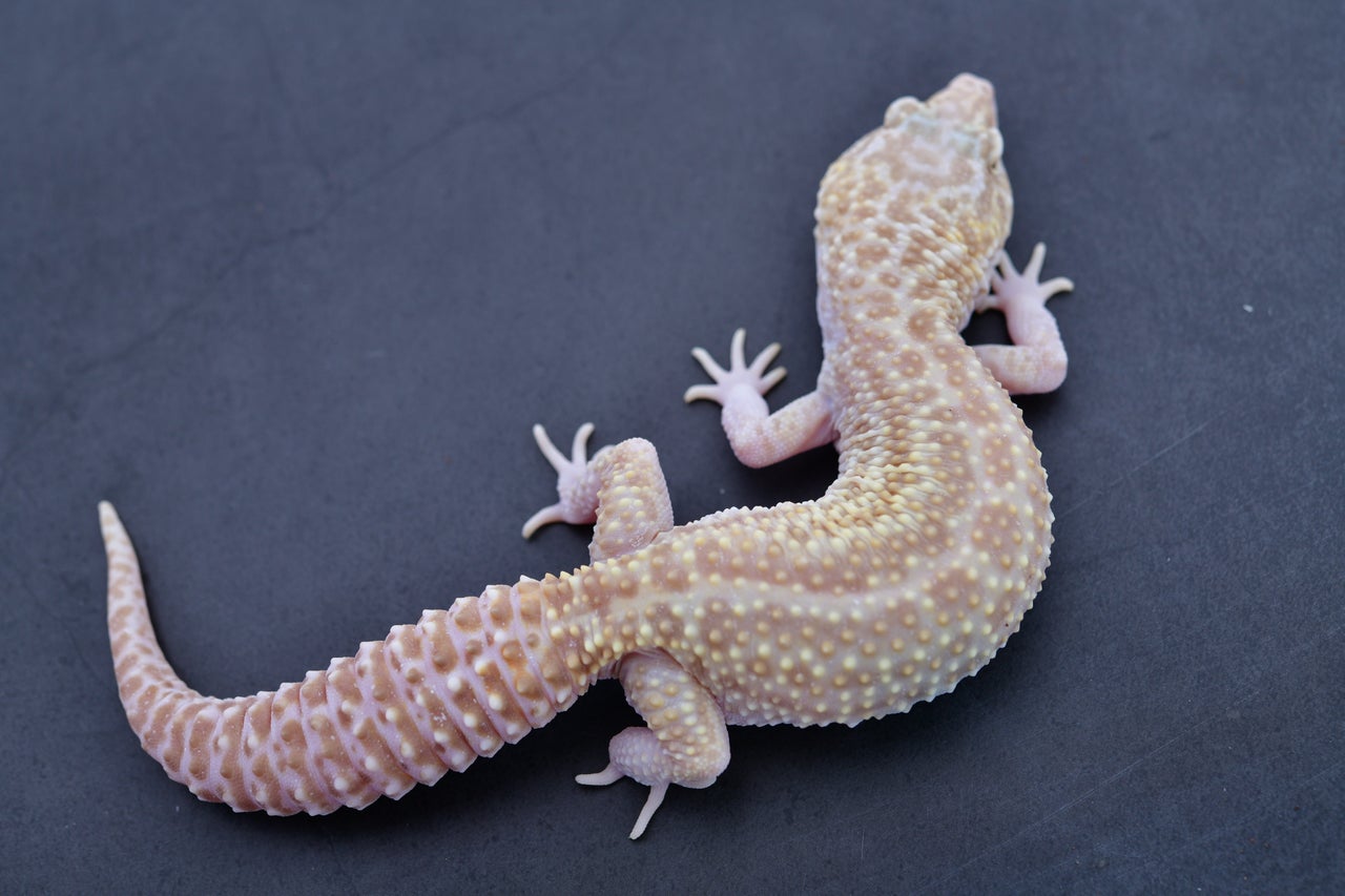 leopard gecko blizzard eclipse