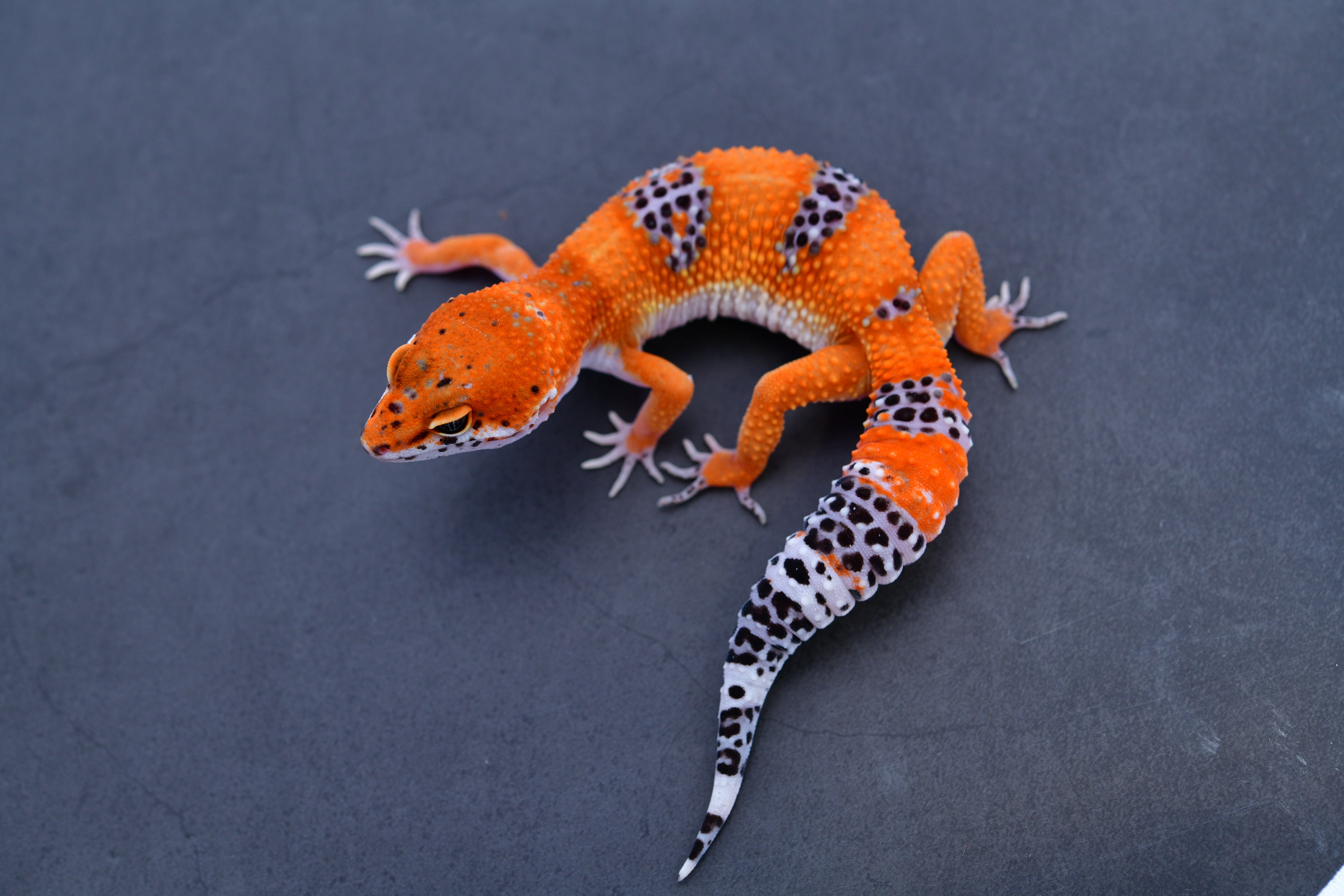 G343 - Purple Head Tangerine - Female TEMP HOLD TM(H) | Geckoboa