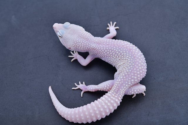 leopard gecko blizzard eclipse
