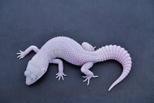 dark blizzard leopard gecko