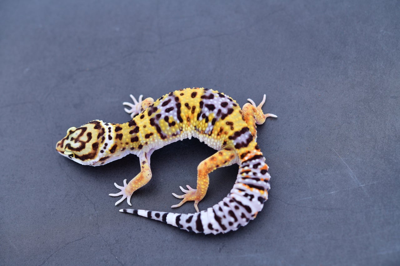 spotless leopard gecko