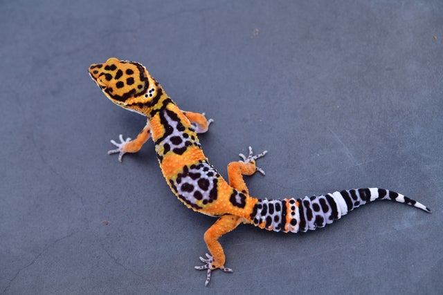 black leopard gecko