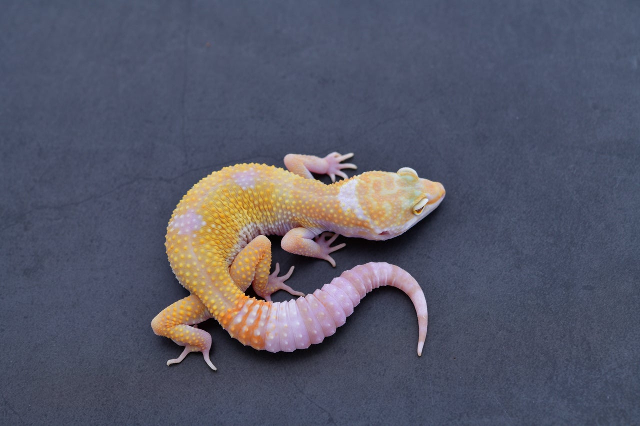 supergiant leopard gecko