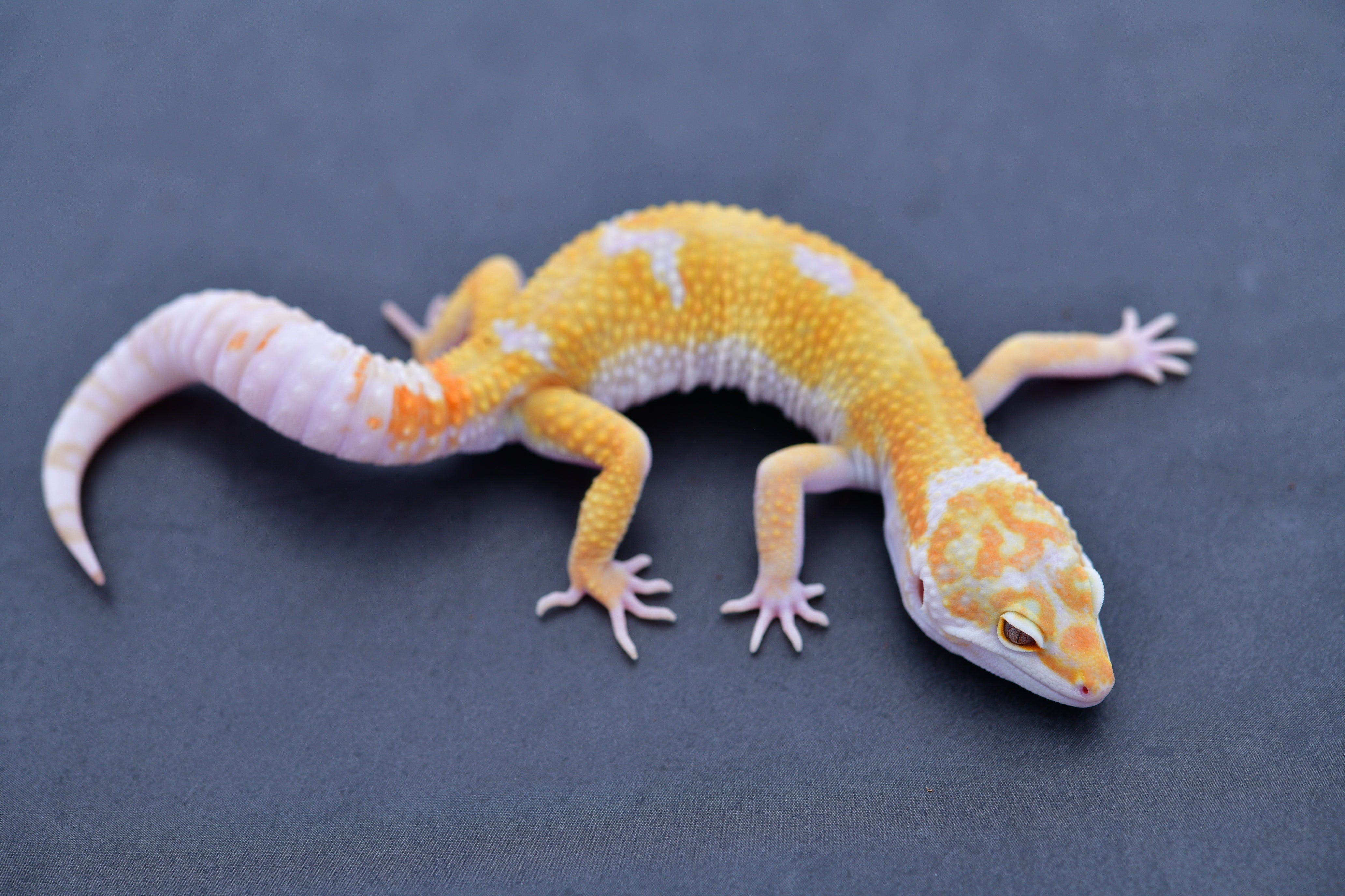 giant leopard gecko