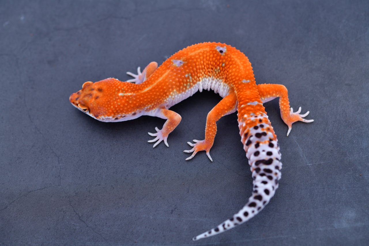 electric leopard gecko