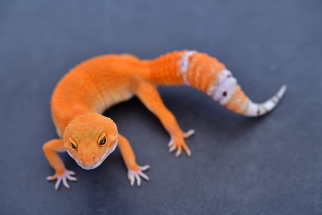 tangerineleopard gecko