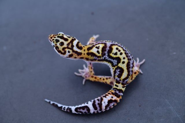 spotless leopard gecko