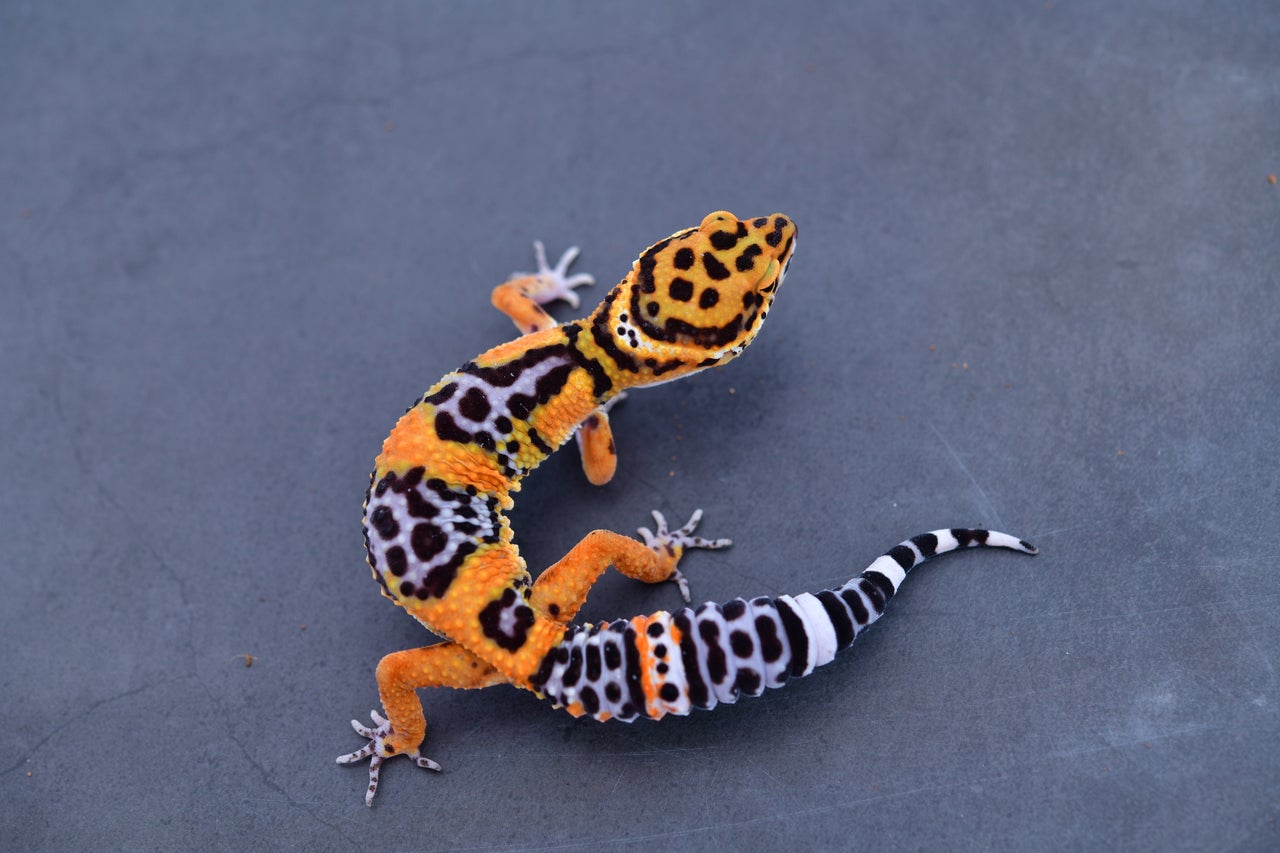 tangerineleopard gecko