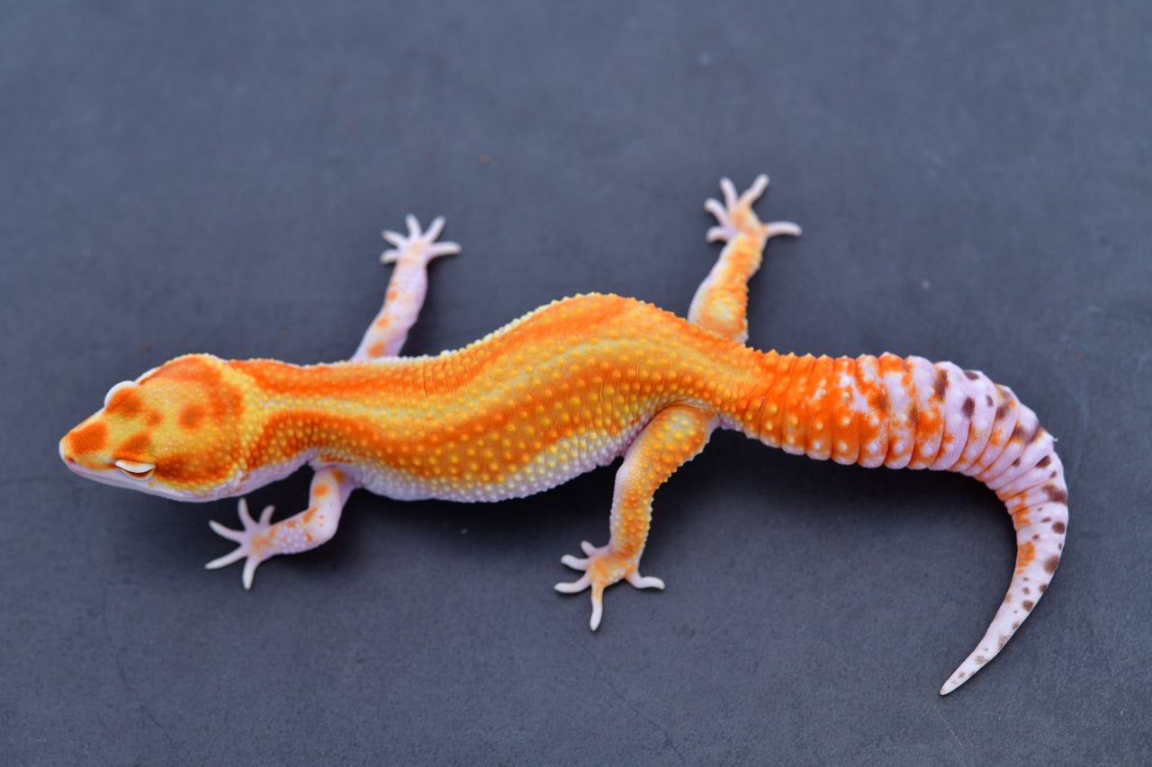 bell leopard gecko