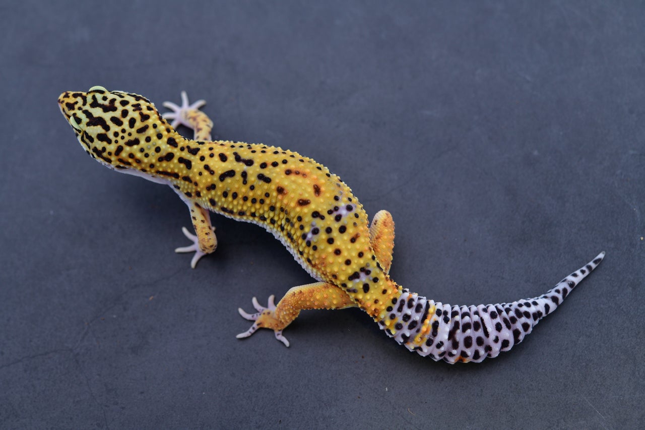bell morph leopard gecko