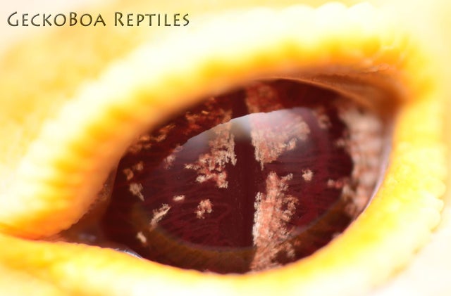 Marble Eyes | Geckoboa