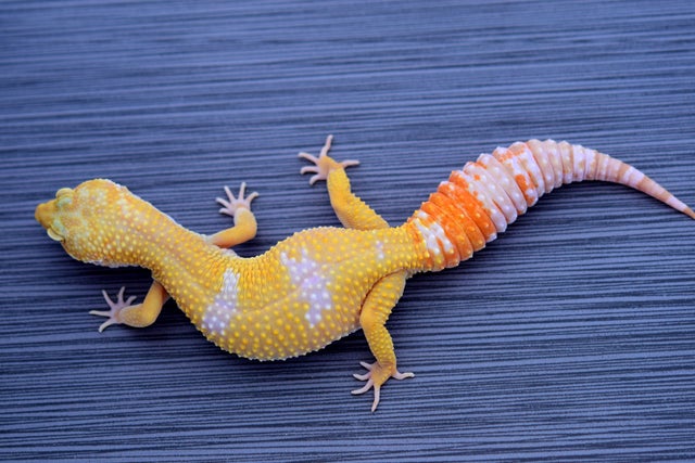 Super Giant Leopard Geckos for Sale | Geckoboa
