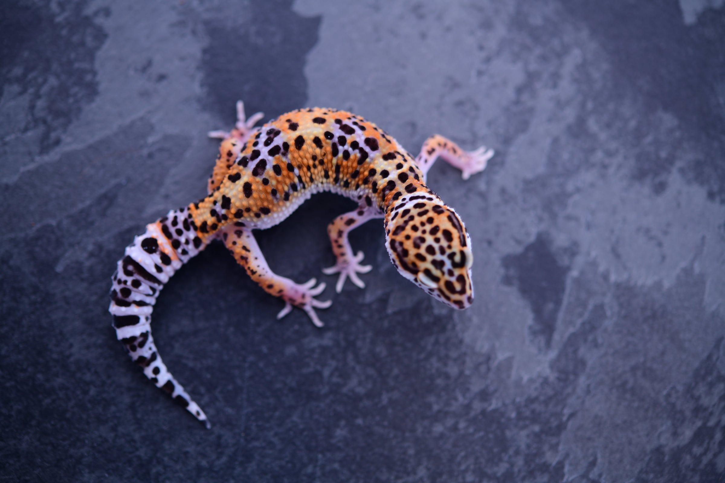 Leopard Gecko Purple