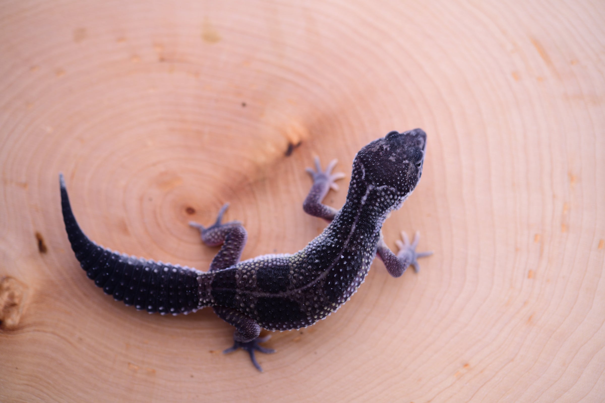 Black Pearl Leopard Gecko