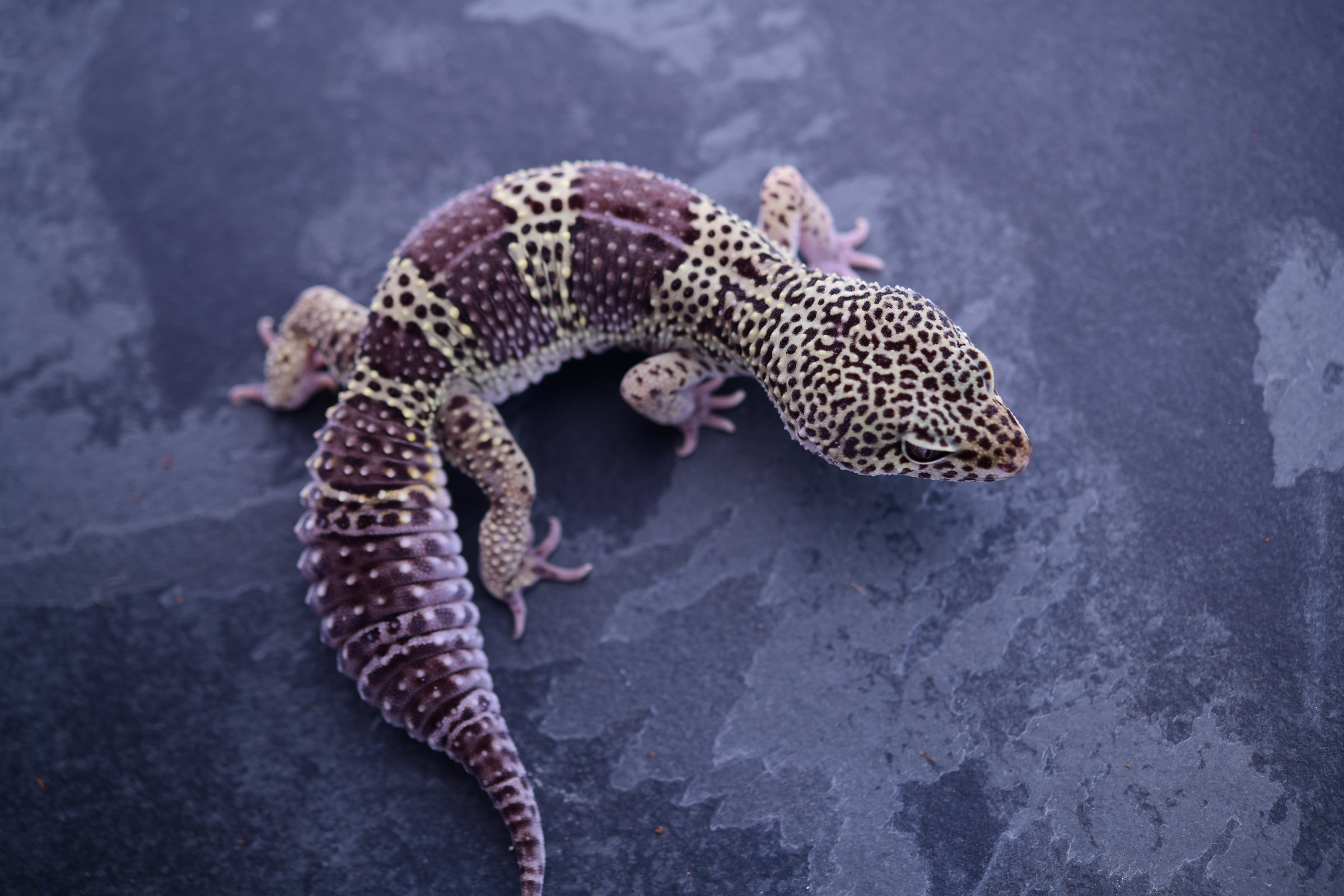 Pet Leopard Geckos