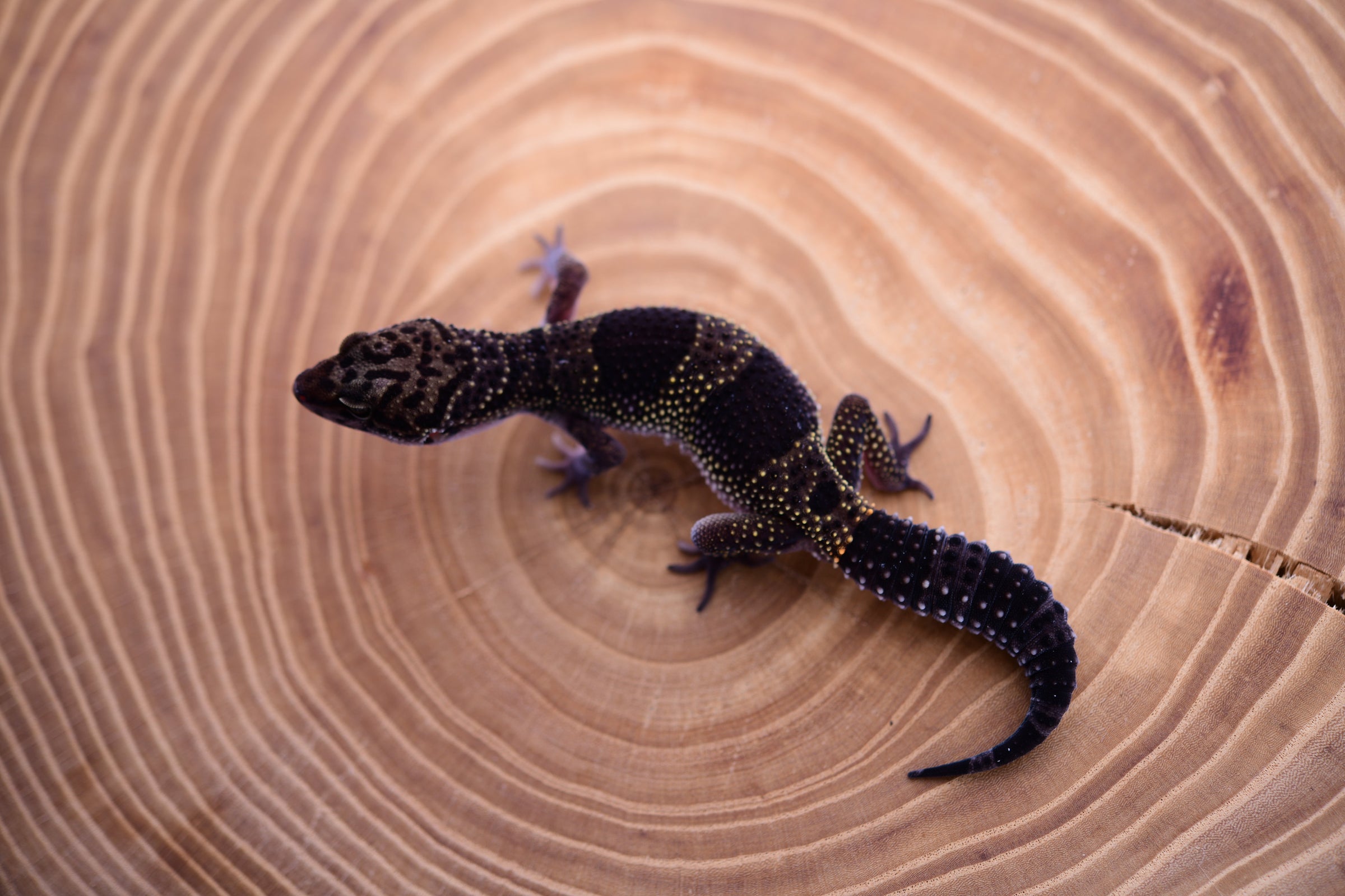 Black Pearl Leopard Gecko